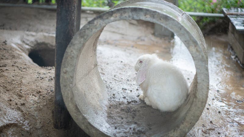 Photos of White Rabbits that Remove Rain Stock Photo - Image of rodent ...