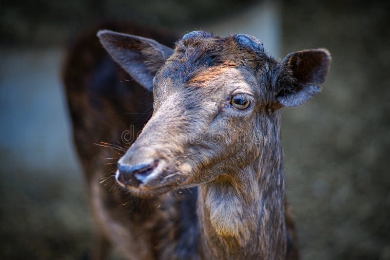 Photos of Wild Deer Animals that are Looking at Something Stock Image ...