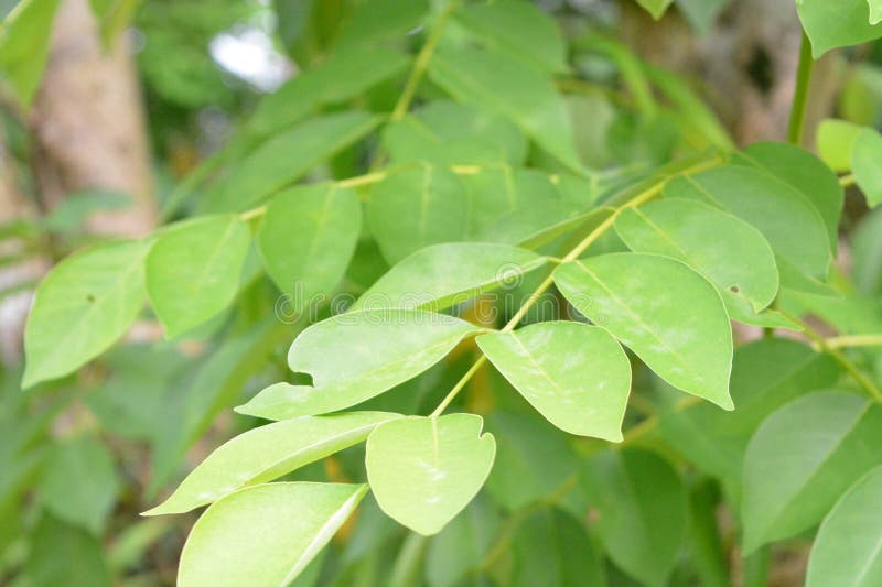 Photos of Wild Plants Around the House, Weeds Stock Photo - Image of ...