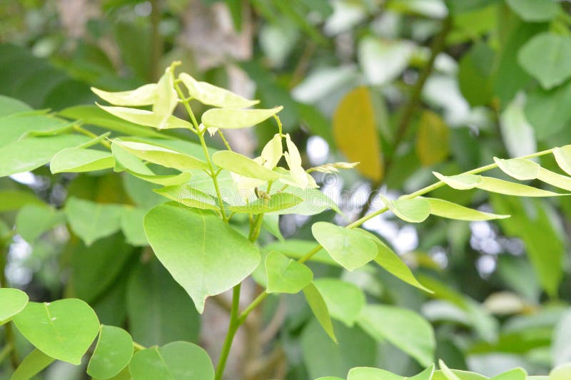 Photos of Wild Plants Around the House, Weeds Stock Image - Image of ...