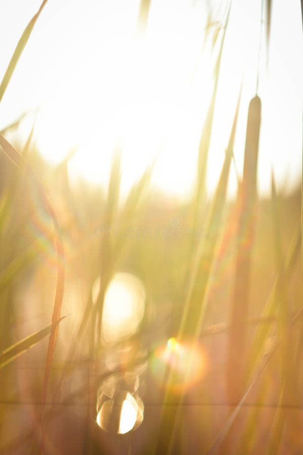 Small world - nature stock photo. Image of small, forests - 101822382