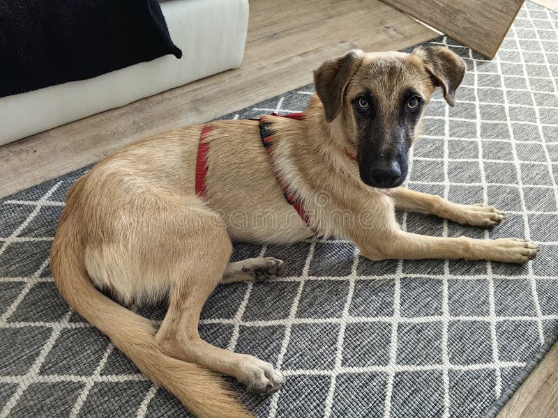 Photos of Young Dog with Slap Ears Stock Photo - Image of slap, young ...