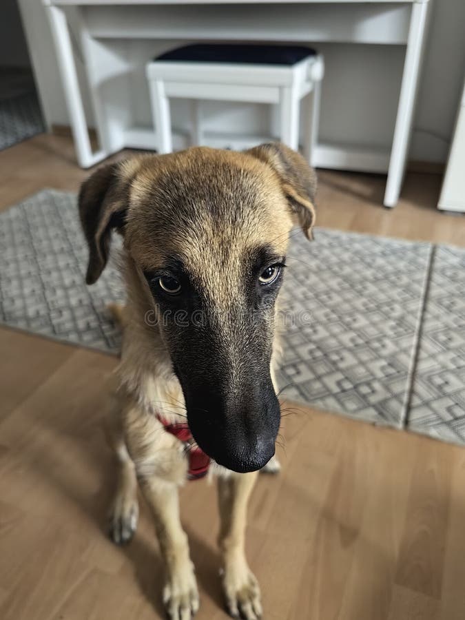 Photos of Young Dog with Slap Ears Stock Photo - Image of slap, young ...