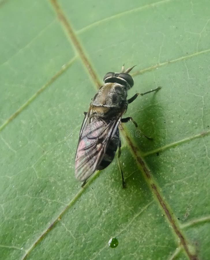 Photoshoot of Fly Lurking in My Backyard Stock Photo - Image of back ...