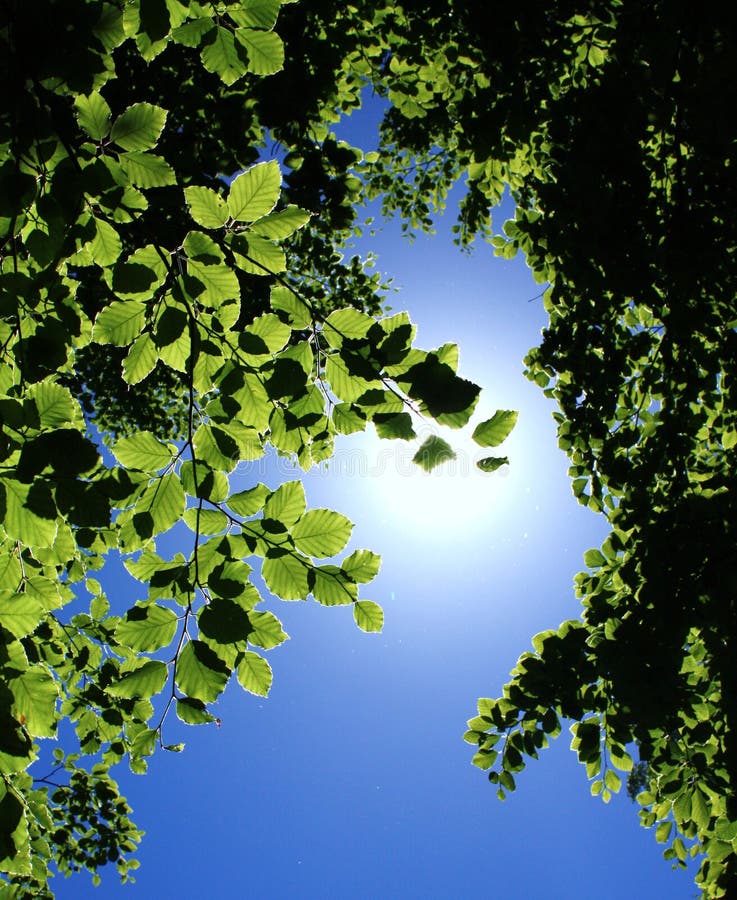 Photosynthesis stock photo. Image of lighting, element - 14703956