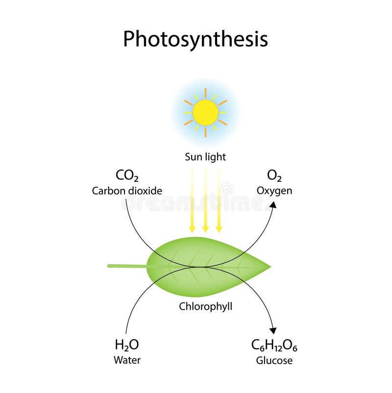 Photosynthesis Process, Photosynthesis Equation Formula, Biology ...