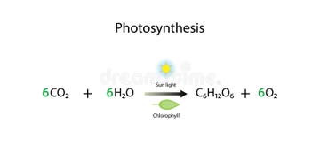 Photosynthesis Process, Photosynthesis Equation Formula, Biology ...