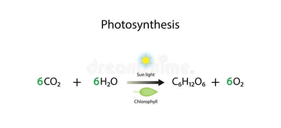 Photosynthesis Process, Photosynthesis Equation Formula, Biology ...