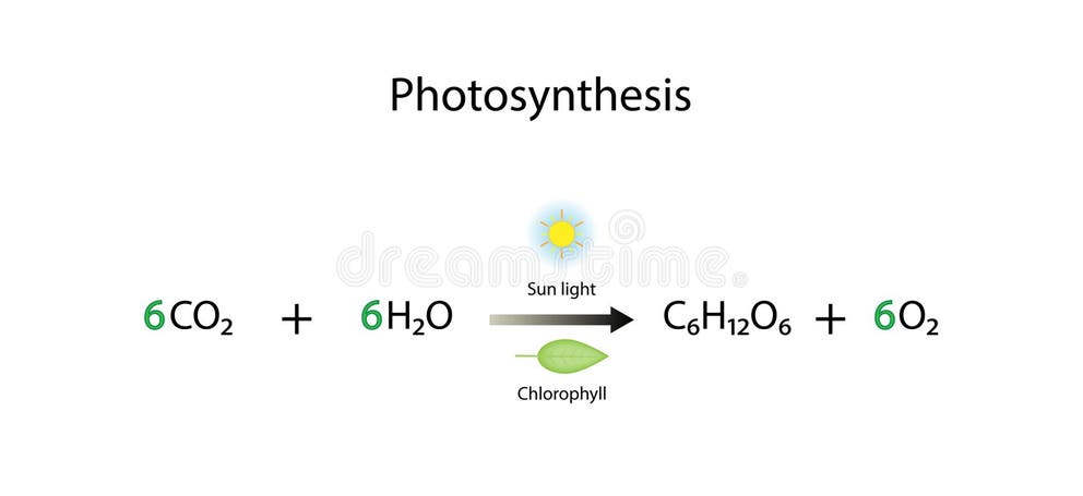 Photosynthesis Process, Photosynthesis Equation Formula, Biology ...