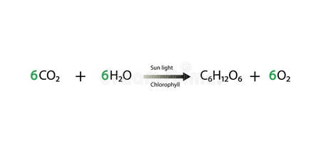 Photosynthesis Process, Photosynthesis Equation Formula, Biology ...