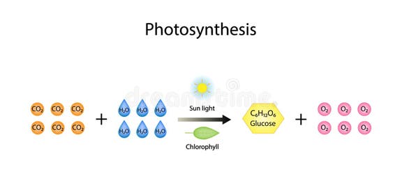 Photosynthesis Process, Photosynthesis Equation Formula, Biology ...