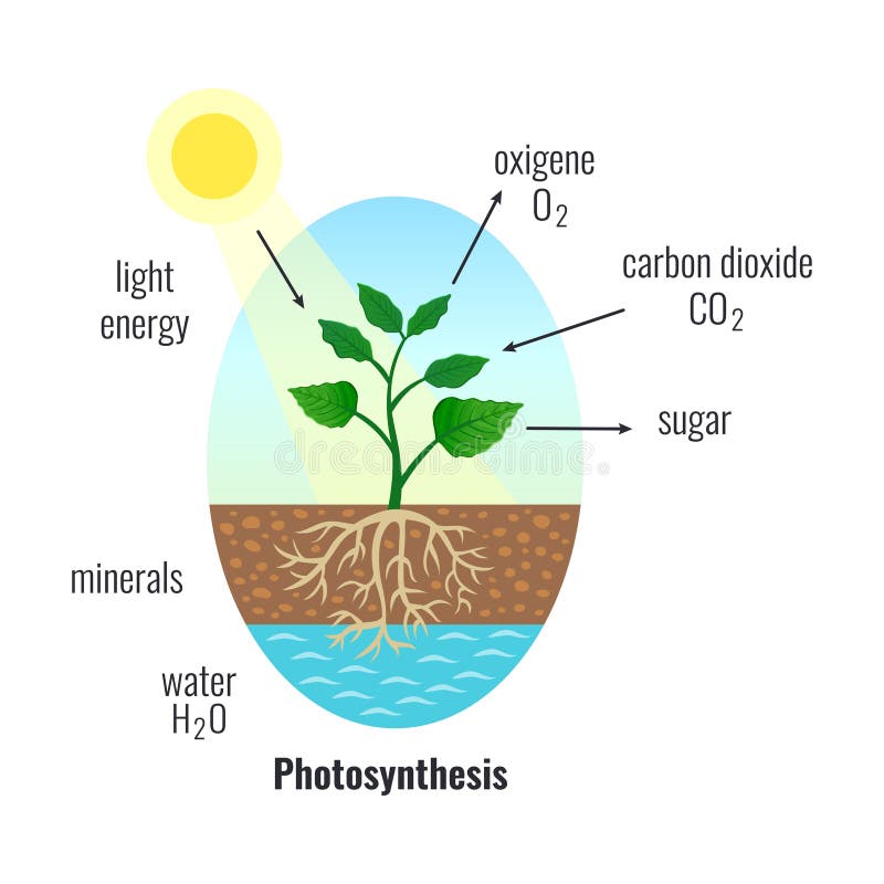 Photosynthesis Biological Process Composition Stock Vector ...