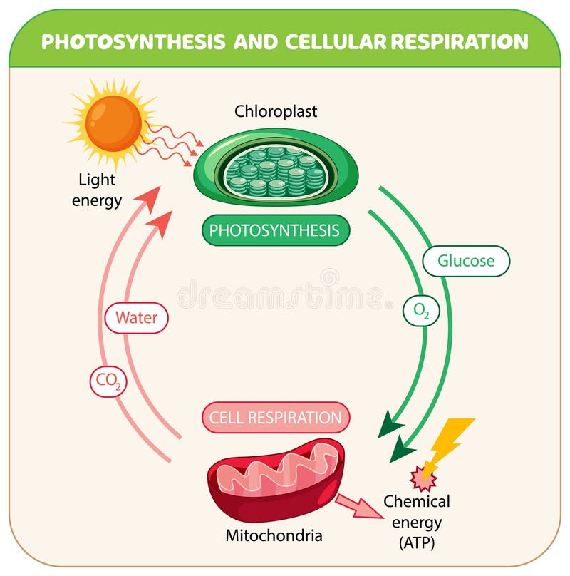 Transition Between Photosynthesis And Respiration Transition Between Photosynthesis And Respiration