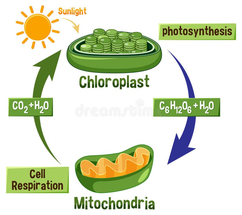 Photosynthesis and Cellular Respiration Diagram Stock Vector ...