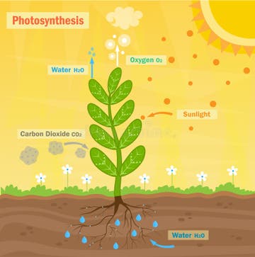 Photosynthesis Cartoon Stock Illustrations – 848 Photosynthesis Cartoon ...
