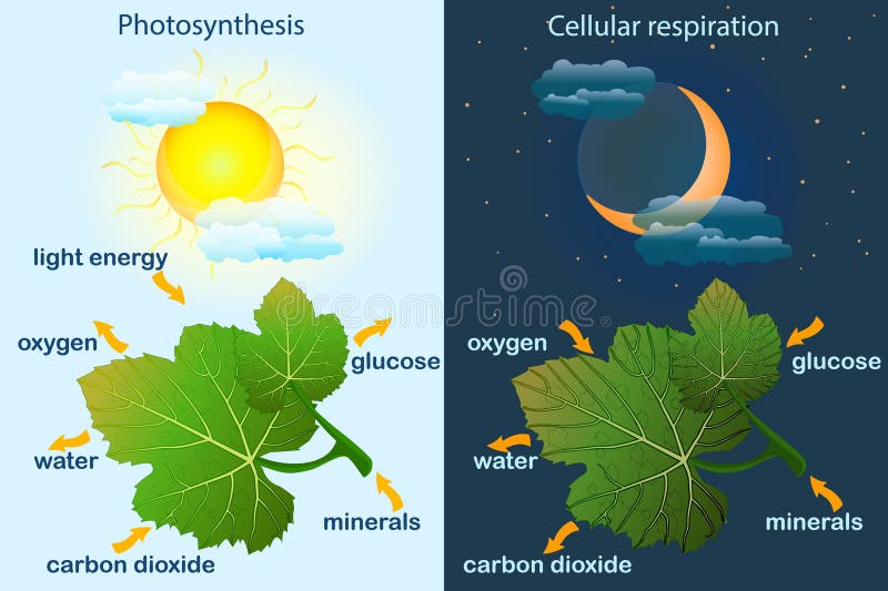 Photosynthesis Diagram. Process of Plant Produce Oxygen. Photosynthesis ... Photosynthesis Diagram. Process of Plant Produce Oxygen. Photosynthesis ...