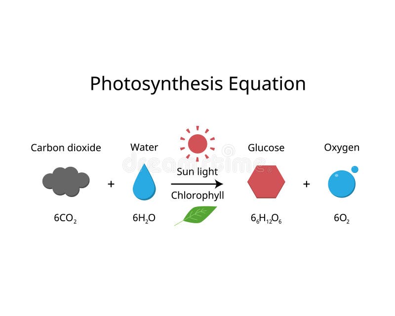 Photosynthesis Equation Formula for Carbon Dioxide, Water, Glucose, and ...
