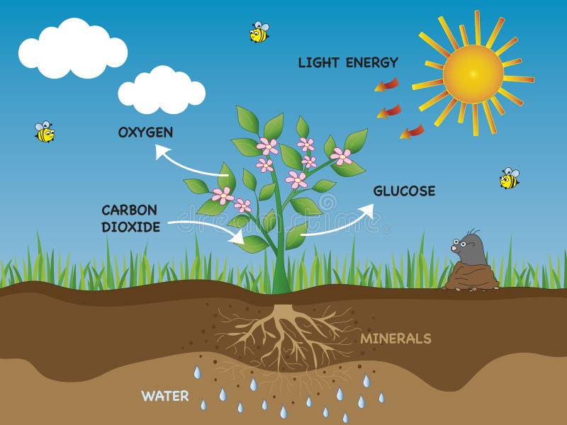 Photosynthesis stock illustration. Illustration of dioxide - 38920168
