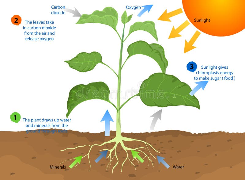 Photosynthesis stock illustration. Illustration of stem - 29925058