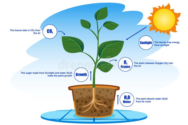 Photosynthesis Process Infographics Vector Illustration Stock Vector ...