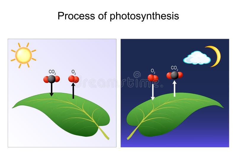Respiration In Plants Clipart