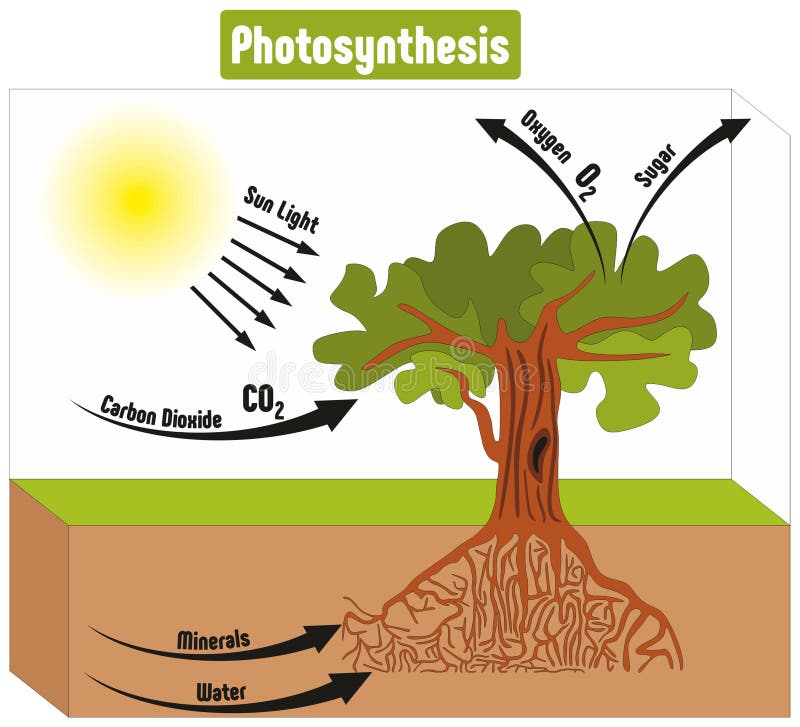 Photosynthesis Process in Plant Diagram Stock Vector - Illustration of ... Photosynthesis Process in Plant Diagram Stock Vector - Illustration of ...