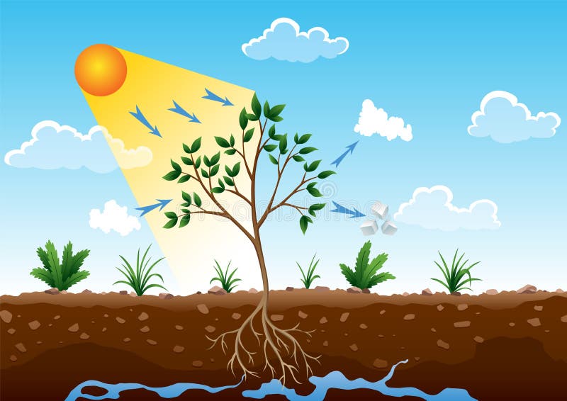 Photosynthesis Process. Tree Produce Oxygen Using Rain and Sun Stock ... Photosynthesis Process. Tree Produce Oxygen Using Rain and Sun Stock ...