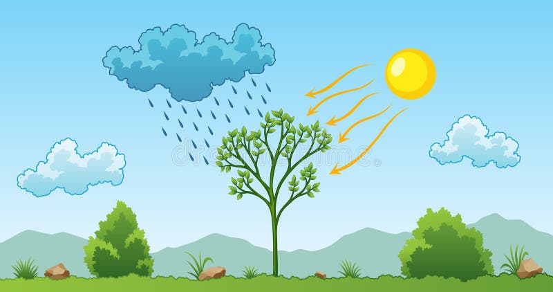 Photosynthesis Process. Tree Produce Oxygen Using Rain and Sun. Process ...