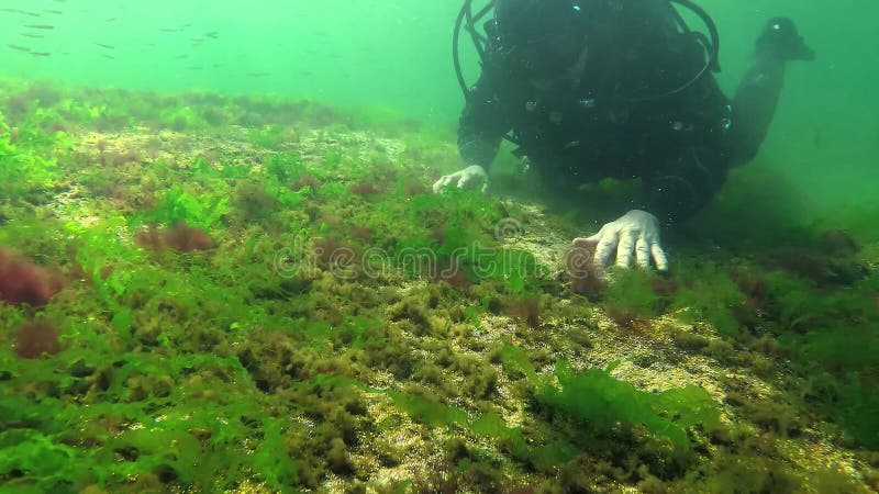 Photosynthesis in the Sea, Oxygen Bubbles Synthesized by Algae. Green ...