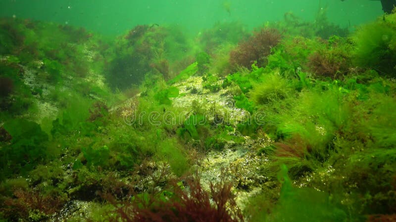 Photosynthesis in the Sea, Oxygen Bubbles Synthesized by Algae. Green ...