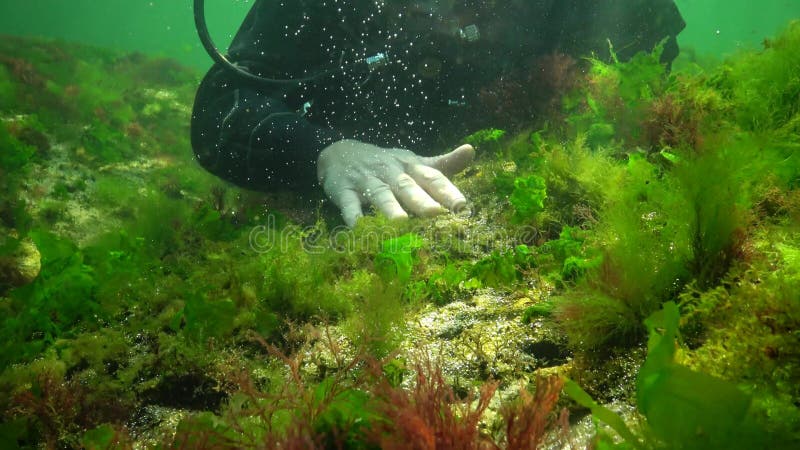 Photosynthesis in the Sea, Oxygen Bubbles Synthesized by Algae. Green ...