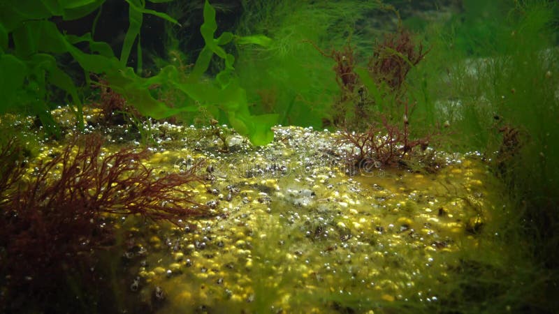 Photosynthesis in the Sea, Oxygen Bubbles Synthesized by Algae. Green ...