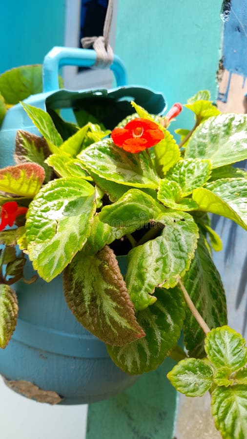 Photosynthetic Plant Process Stock Photo - Image of photosynthetic ...