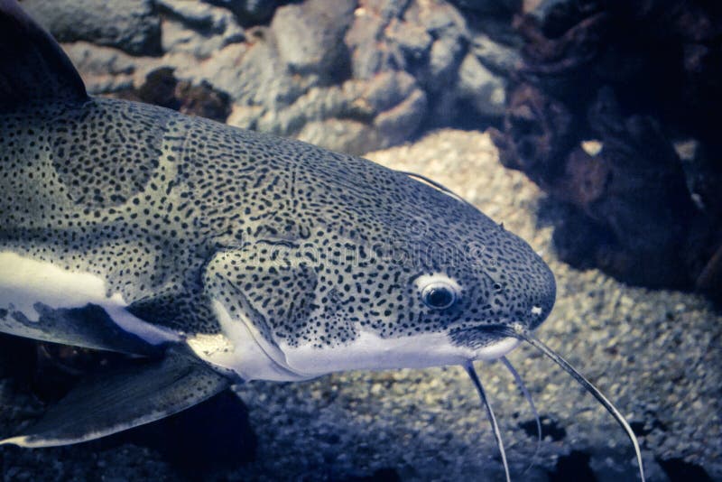 Phractocephalus Hemioliopterus - Grey, Spotted, Redtail Catfish Stock ...