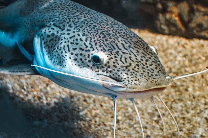 Phractocephalus Hemioliopterus - Grey, Spotted, Redtail Catfish Stock ...