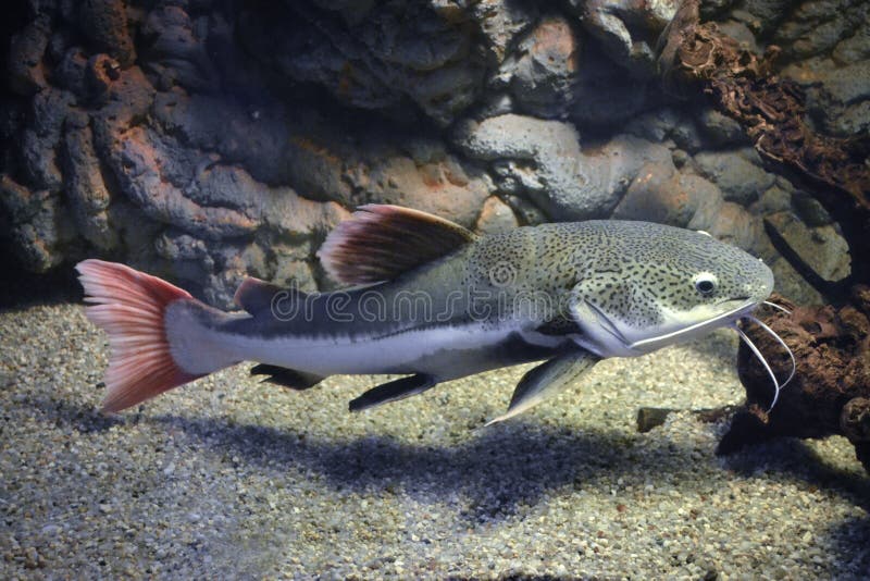 Phractocephalus Hemioliopterus - Grey, Spotted, Redtail Catfish Stock ...