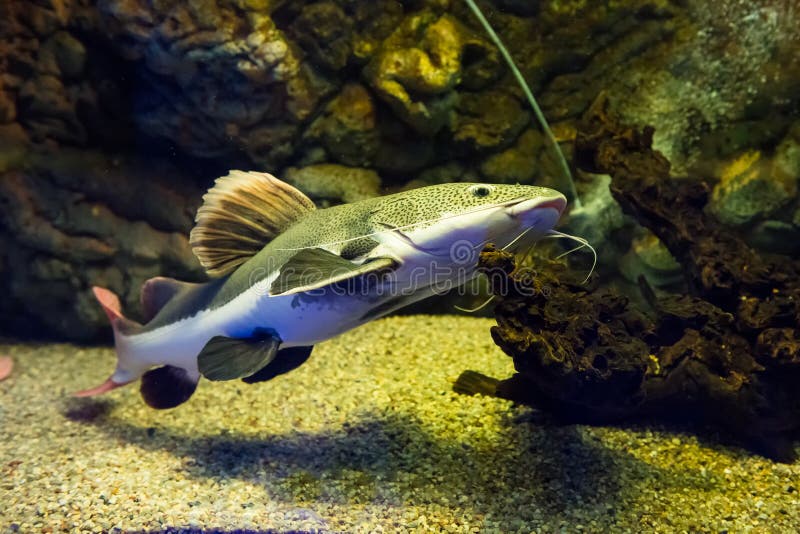 Red Tail Catfish - Phractocephalus Hemioliopterus Stock Image - Image ...