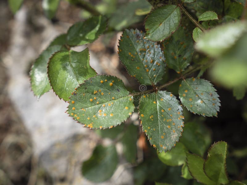 Phragmidium Mucronatum or Rust on Rose Stock Photo - Image of garden ...