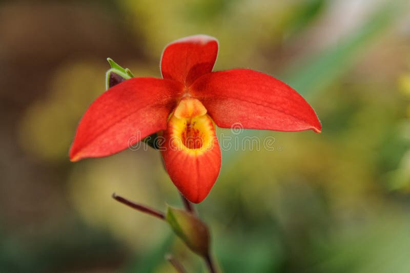 Phragmipedium Besseae Stock Photos - Free & Royalty-Free Stock Photos ...