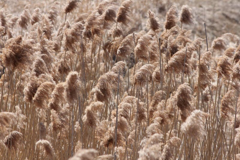 Phragmites australis stock photo. Image of north, species - 90732074