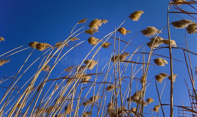 Phragmites Australis, the Common Reed Against the Blue Sky Stock Photo ...