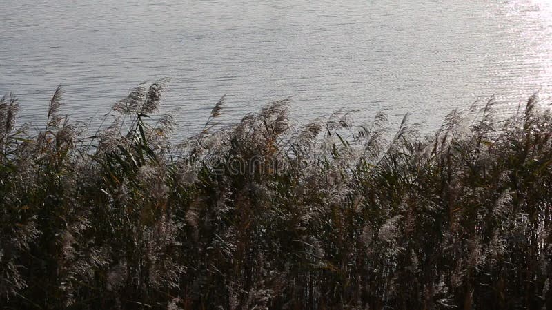 Common Reed, Dry Reeds, Phragmites Australis Stock Footage - Video of ...