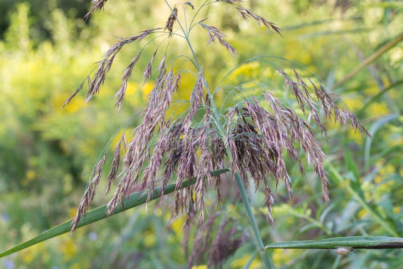 Phragmites Australis, Common Reed Flowers Closeup Selective Focus Stock ...