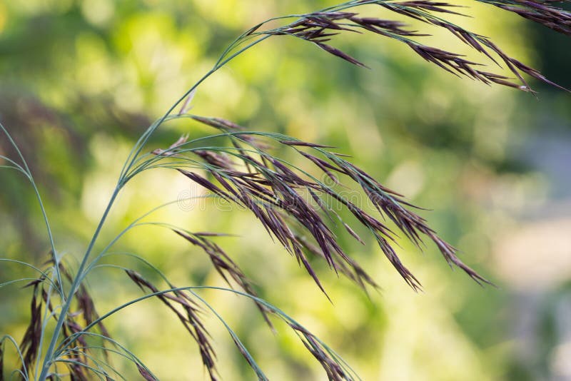 Common reed seed heads stock image. Image of heads, vegetation - 63414527