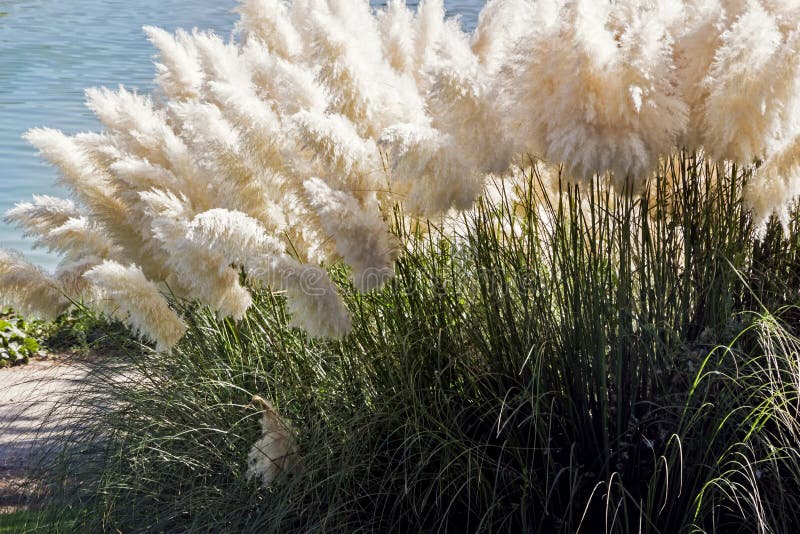 Phragmites Australis Common Reed Plant Bushes in Garden Stock Image ...