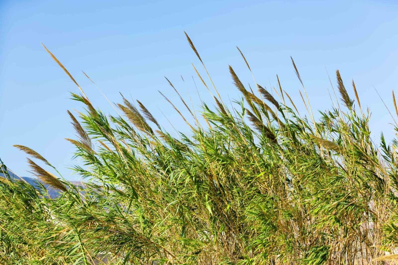 Phragmites Australis or Common Reed is a Wetland Grass Stock Image ...