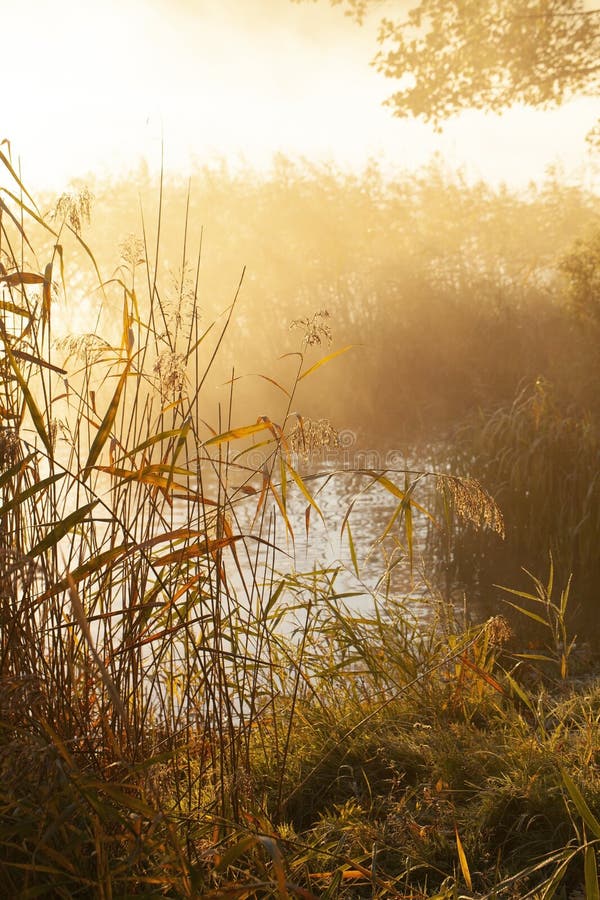Phragmites Australis, Commonly Called the Common Reed. Trakai ...
