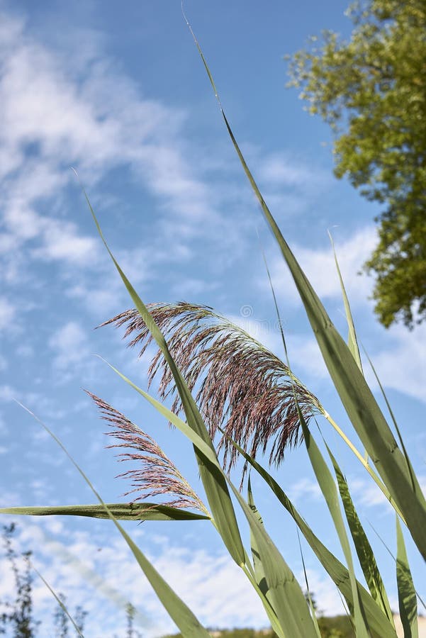Phragmites Australis Plants Stock Photo - Image of close, australis ...