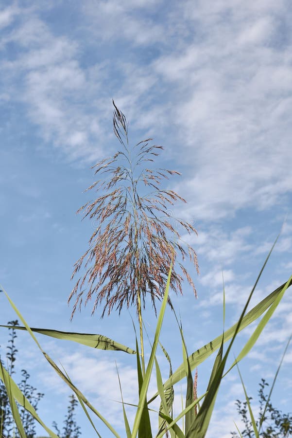 Phragmites Australis - Wild Flower Stock Image - Image of science ...
