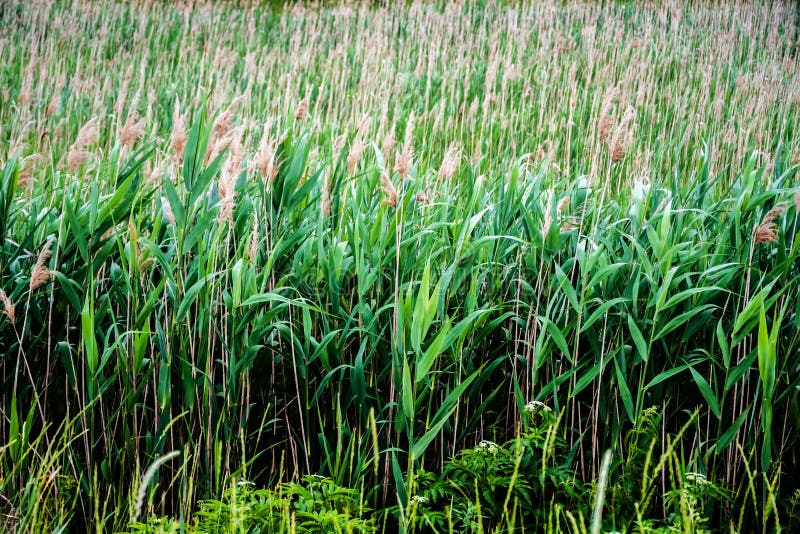 Phragmites australis stock photo. Image of europe, environment - 268556480